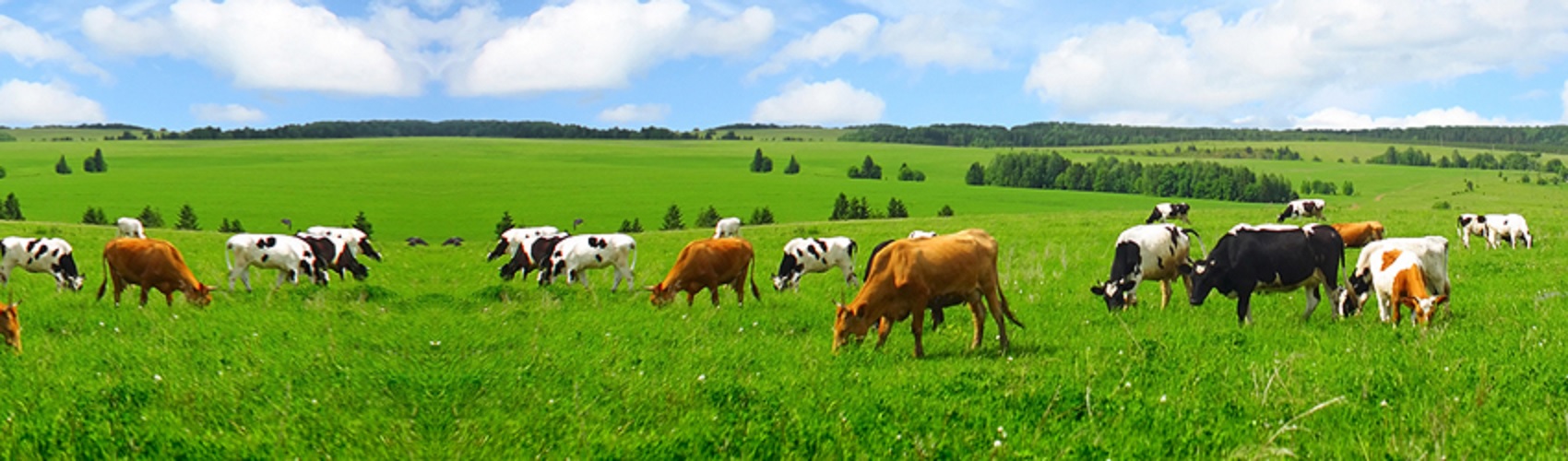 Ausmeatcentre – Austrailian Beef Trading Centre